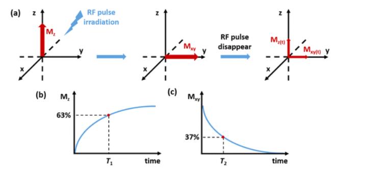 Rare-earth Nanoparticles in Biomedical Imaging (Magnetic Resonance Imaging)