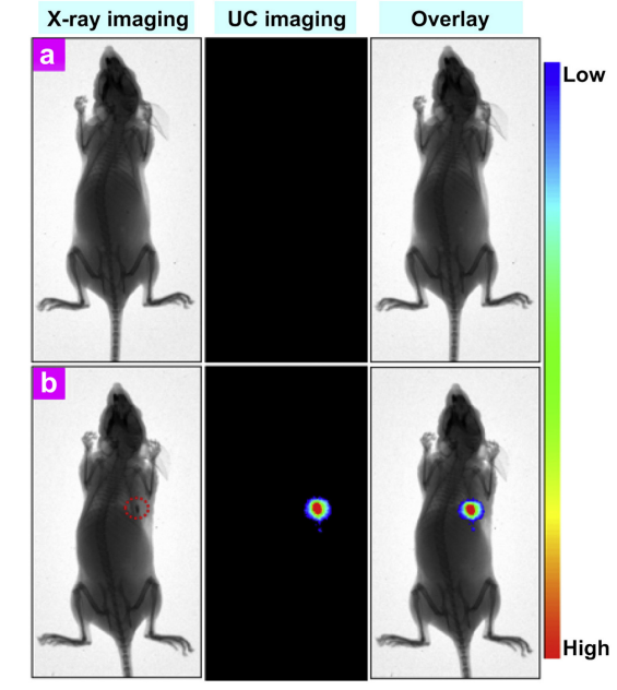 Rare-earth Elements in Biomedical Imaging (Computed Tomography)
